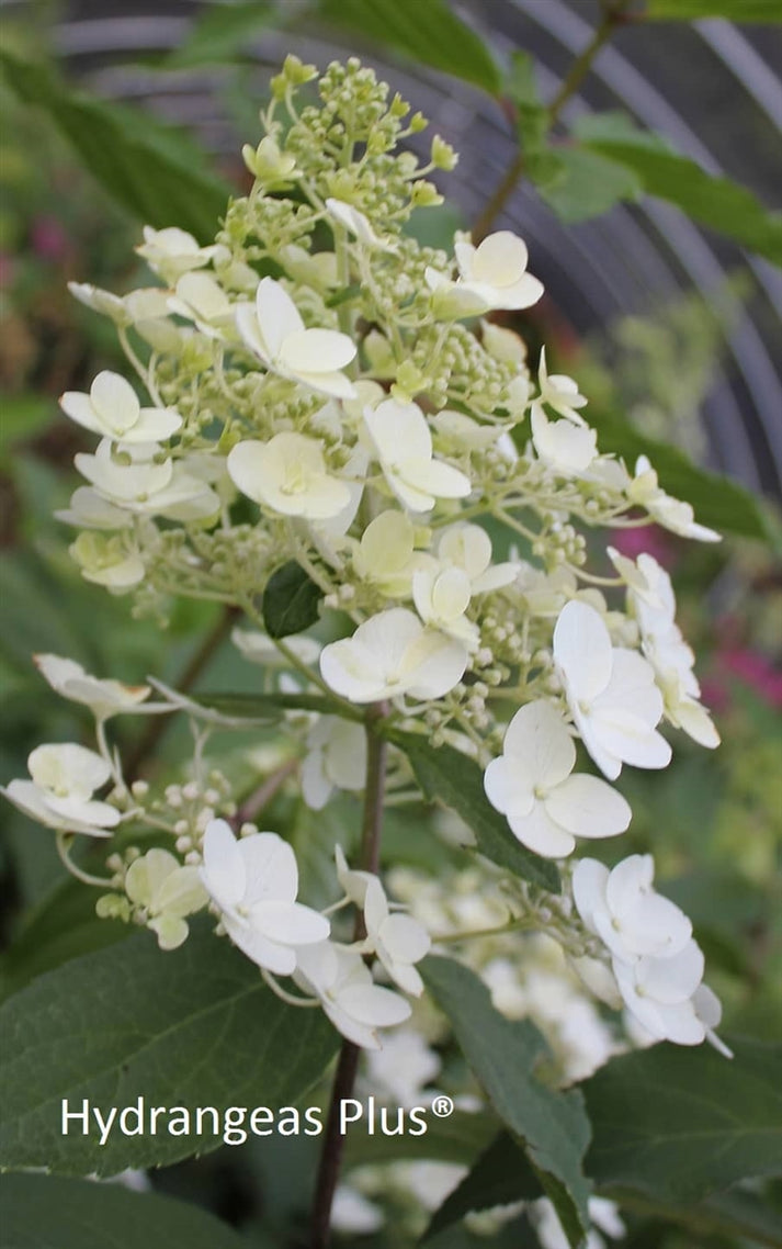 Hydrangea Paniculata Greenspire – Hydrangeas Plus