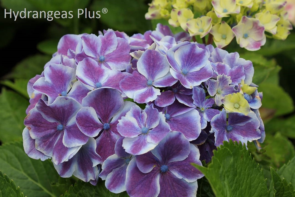 Hydrangea Macrophylla Harlequin – Hydrangeas Plus