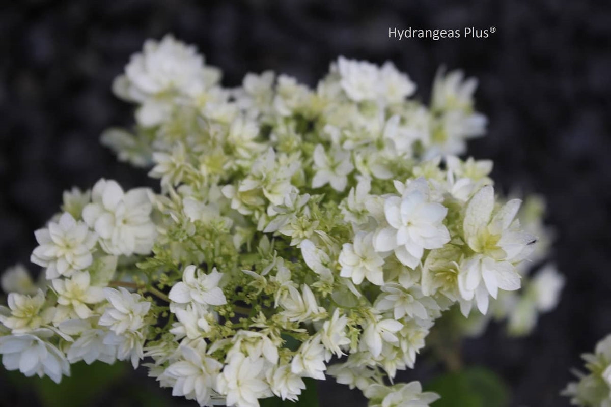 Hydrangea Arborescens Hayes Starburst – Hydrangeas Plus