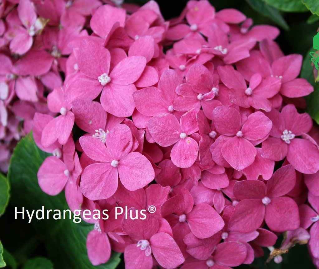 Hydrangea Macrophylla Hornli – Hydrangeas Plus