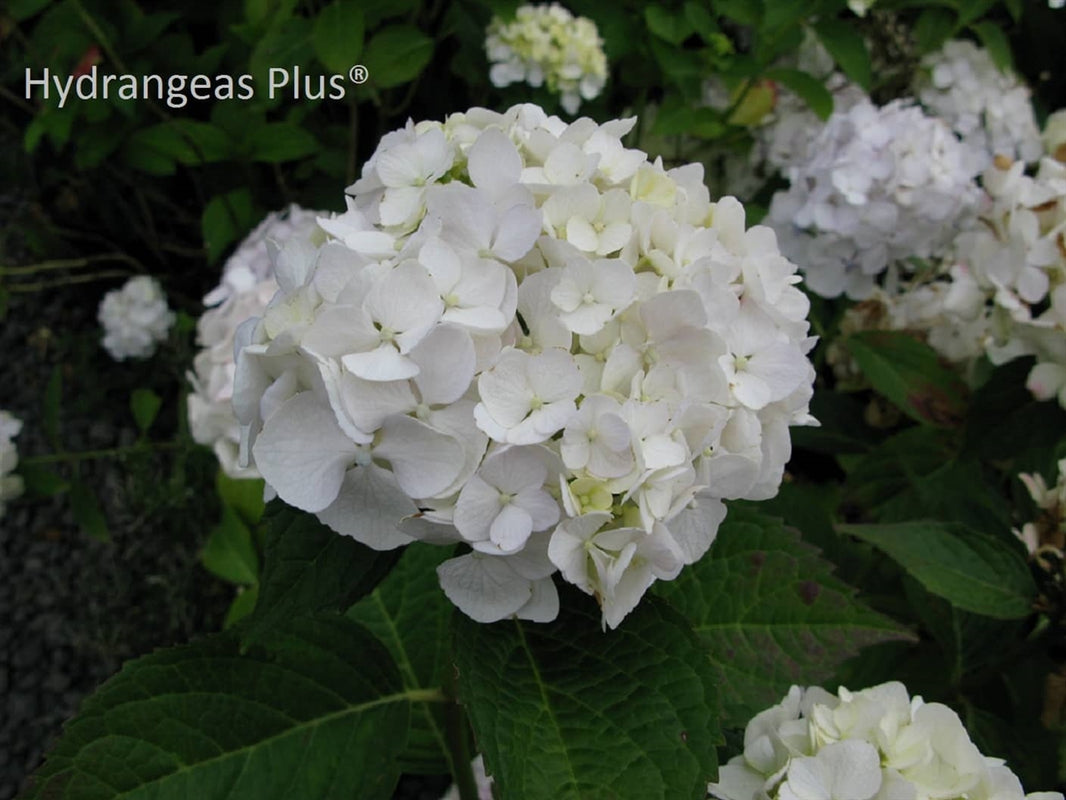 Macrophylla – Page 9 – Hydrangeas Plus