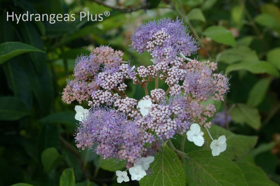 Aspera – Hydrangeas Plus