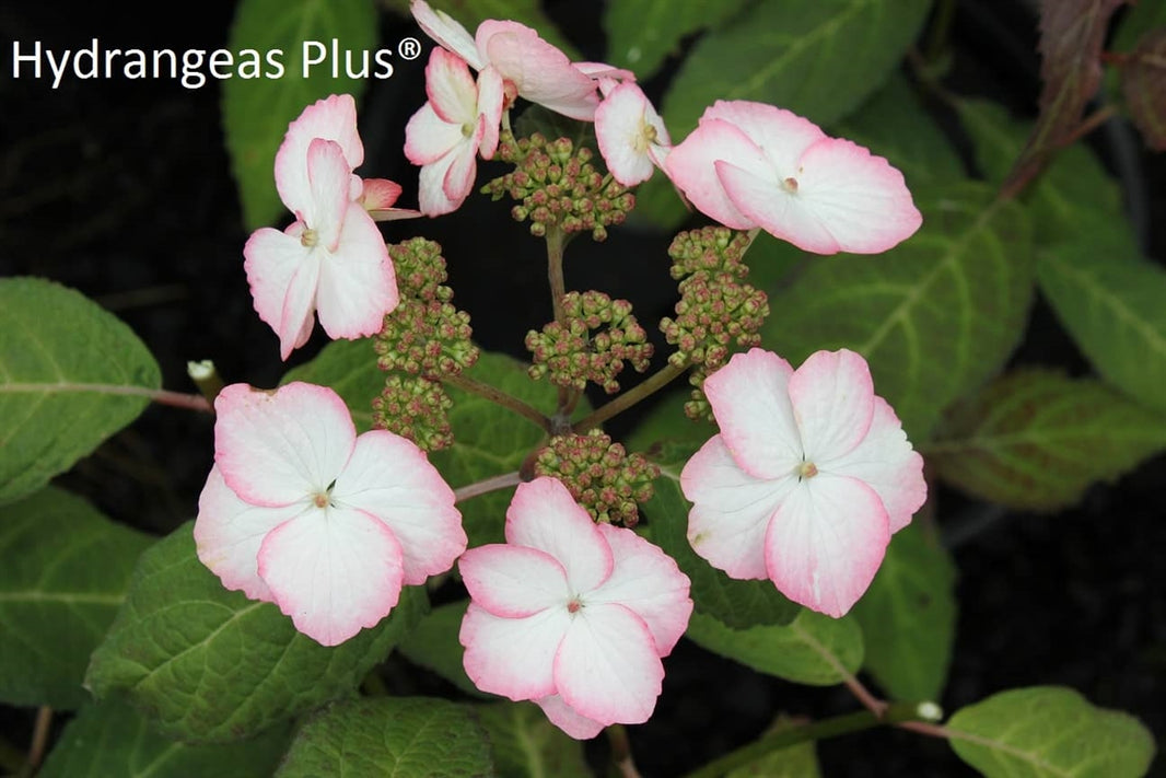 Serrata – Page 2 – Hydrangeas Plus