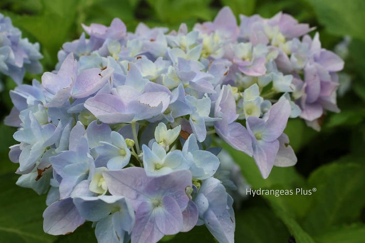 Hydrangea Macrophylla Koby – Hydrangeas Plus