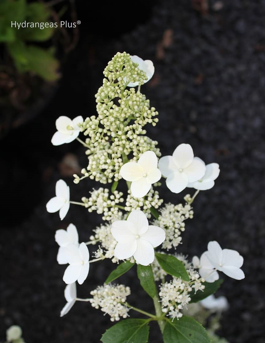 Hydrangea Paniculata Kyushu – Hydrangeas Plus