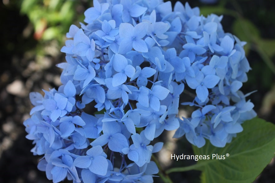 Hydrangea Macrophylla La France – Hydrangeas Plus