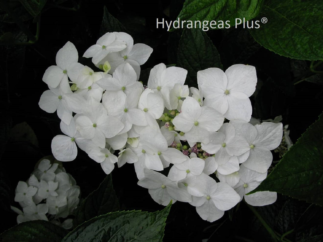 Macrophylla – Page 5 – Hydrangeas Plus