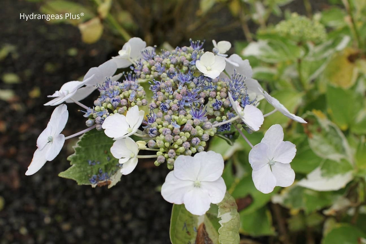 Hydrangea Macrophylla Lemon Wave – Hydrangeas Plus