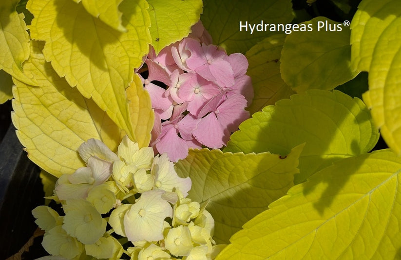 Hydrangea Macrophylla Lemon Zest – Hydrangeas Plus