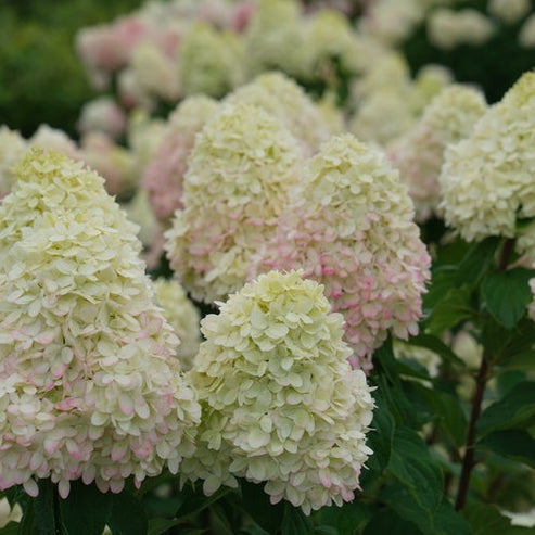 Hydrangea Paniculata Limelight Prime® – Hydrangeas Plus