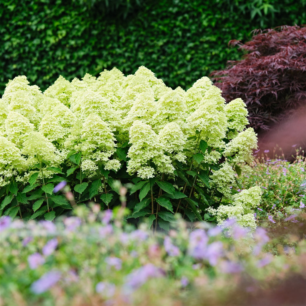 Hydrangea Paniculata Magical Lime Sparkle® – Hydrangeas Plus
