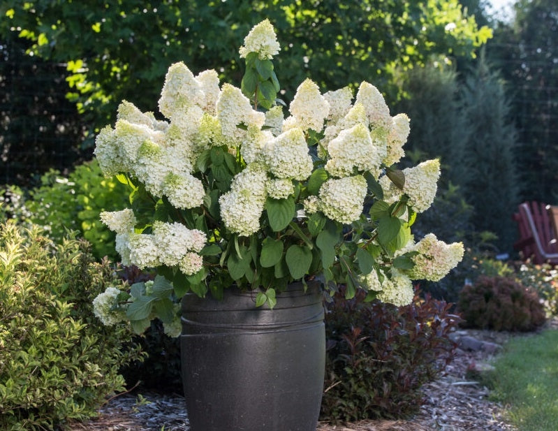 Hydrangea Paniculata Little Hottie® – Hydrangeas Plus