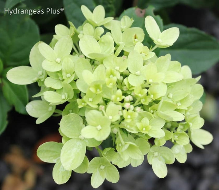 Hydrangea Paniculata Little Lime® – Hydrangeas Plus
