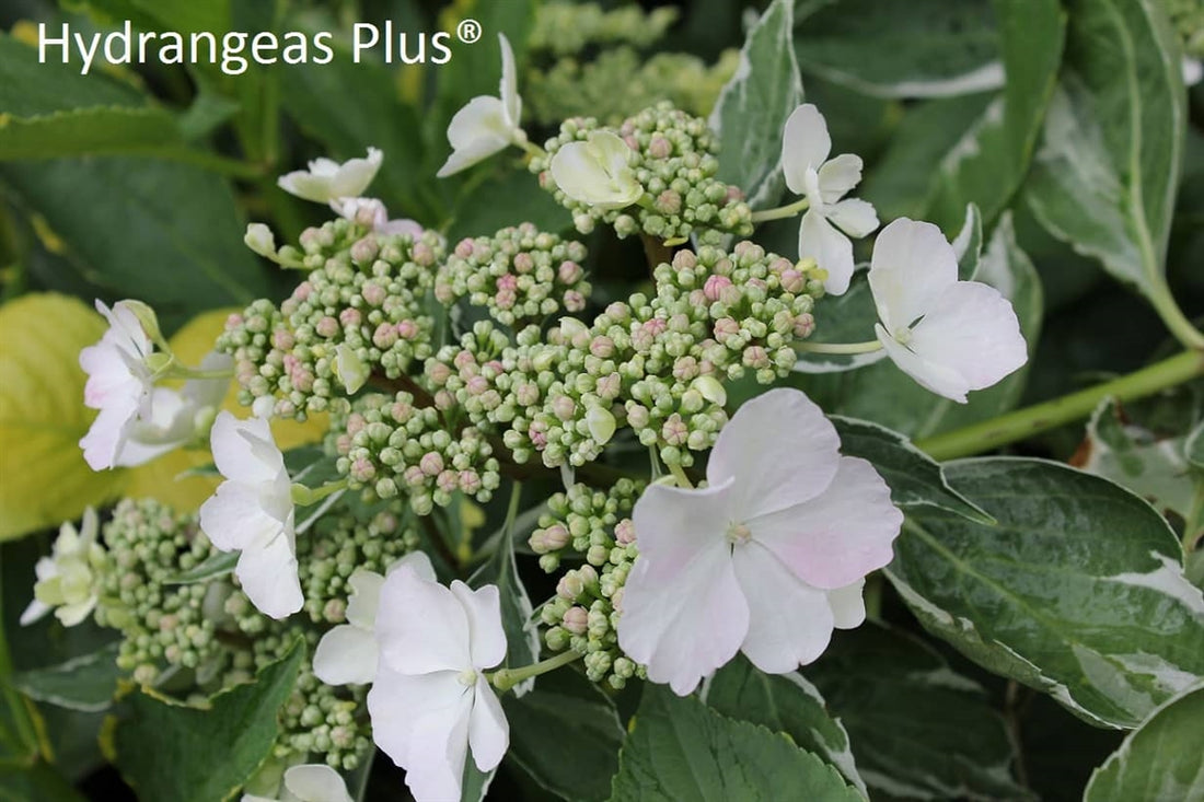 Hydrangea Macrophylla Maculata – Hydrangeas Plus