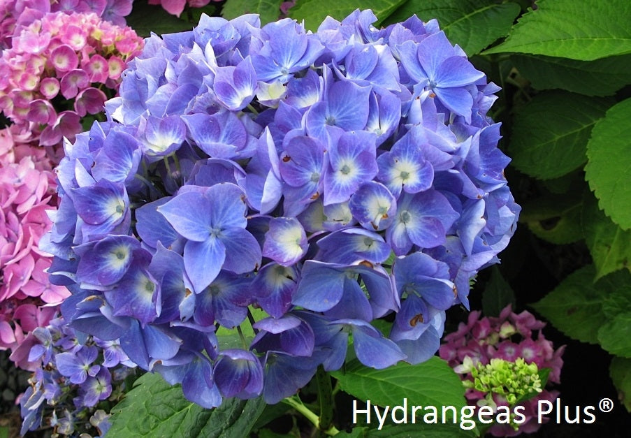 Hydrangea Macrophylla Marechal Foch – Hydrangeas Plus