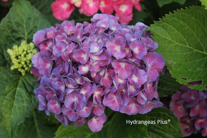 Hydrangea Macrophylla Marissa – Hydrangeas Plus