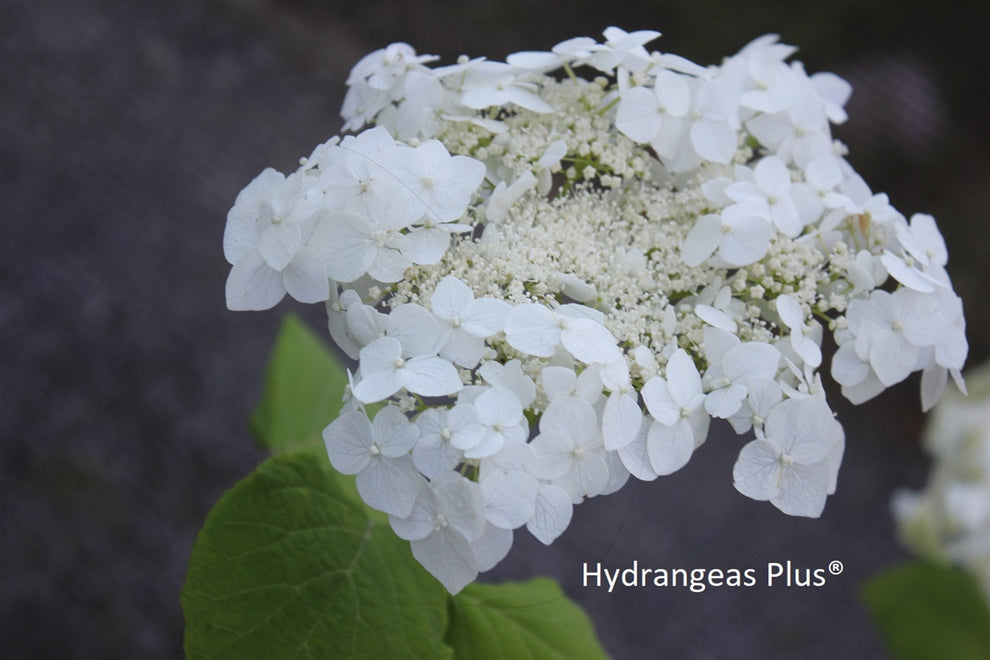 Hydrangea Arborescens Mary Nell – Hydrangeas Plus