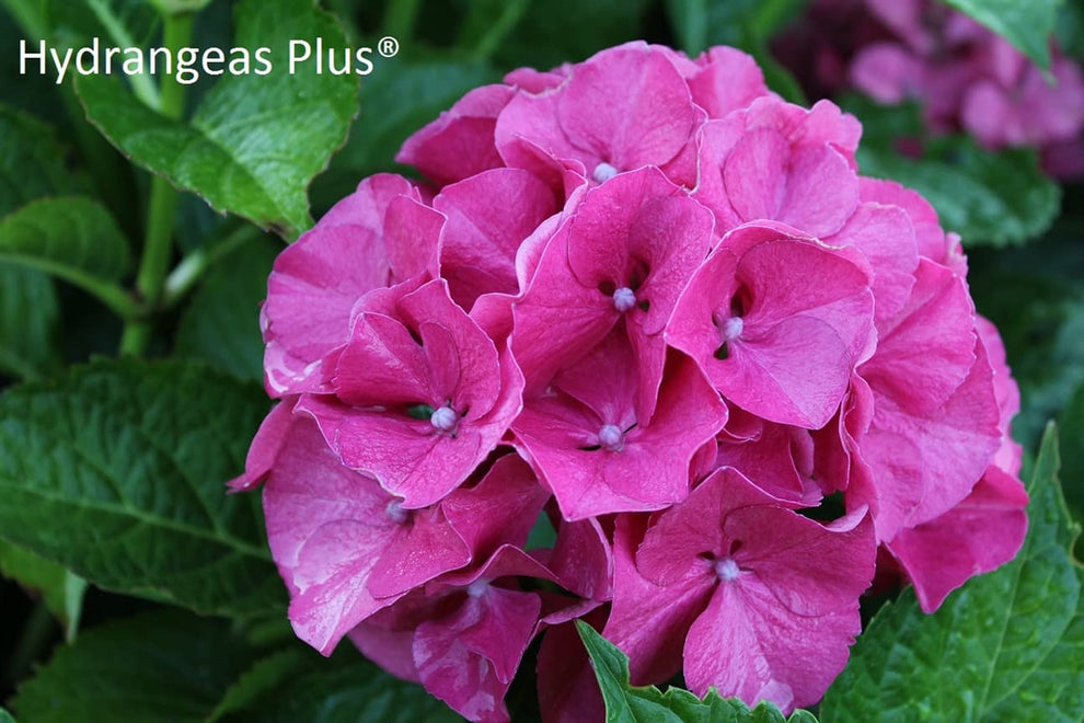 Hydrangea Macrophylla Masja – Hydrangeas Plus