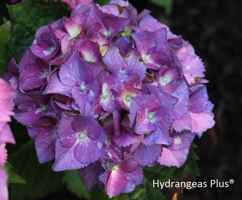 Hydrangea Macrophylla Merritt's Supreme – Hydrangeas Plus