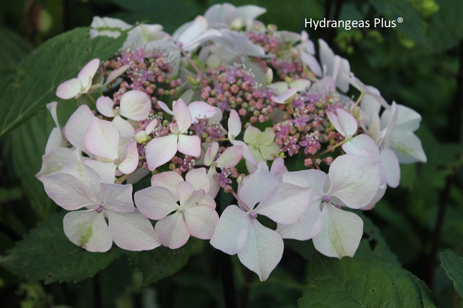 Hydrangea Macrophylla Midnight Dutchess® Royal Majestics® – Hydrangeas Plus