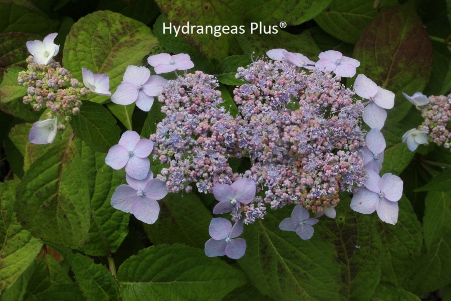 Hydrangea Serrata Miranda – Hydrangeas Plus