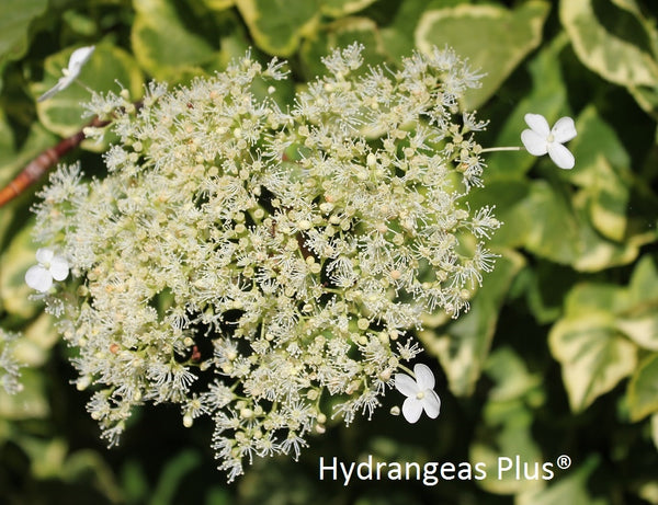 Hydrangea Anomala subsp. Petiolaris Miranda – Hydrangeas Plus