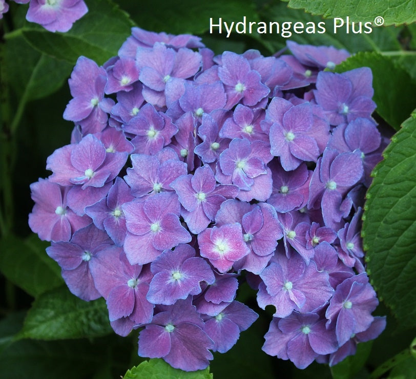 Hydrangea Macrophylla Miss Belgium – Hydrangeas Plus