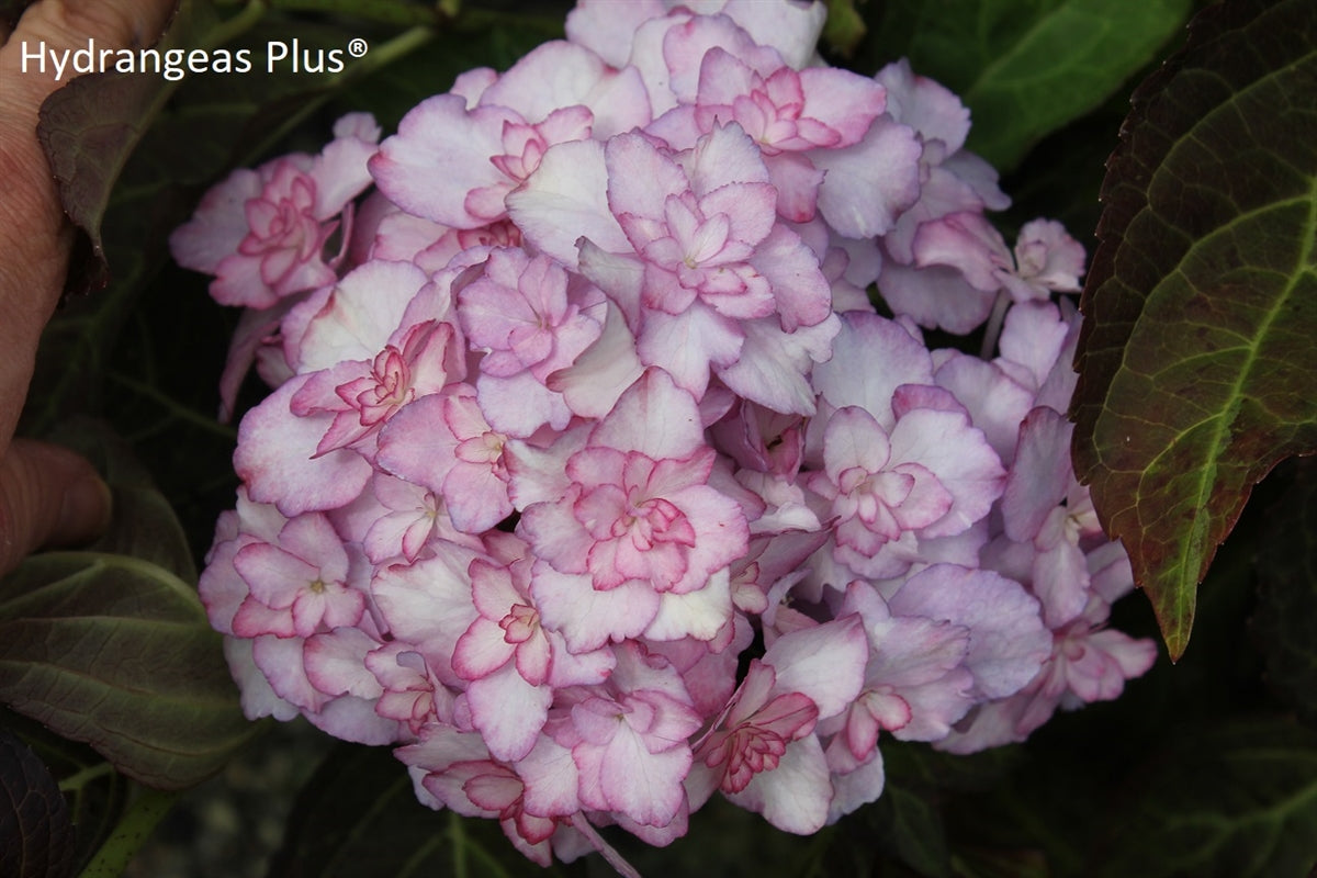 Hydrangea Macrophylla Miss Saori – Hydrangeas Plus