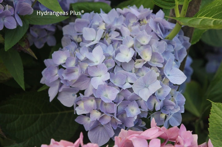 Hydrangea Macrophylla Let's Dance Moonlight™ – Hydrangeas Plus