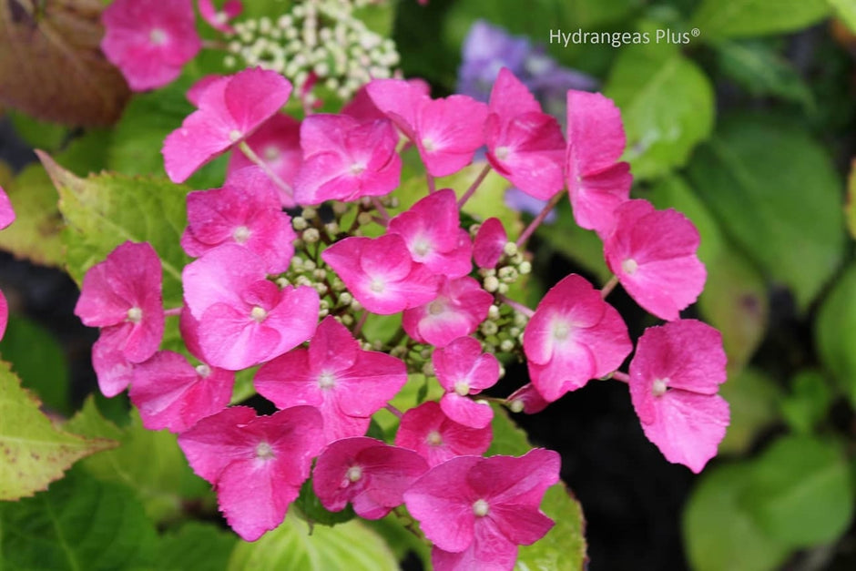 Macrophylla – Page 8 – Hydrangeas Plus