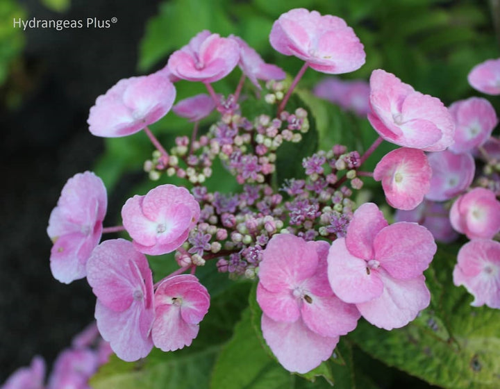 Macrophylla – Page 8 – Hydrangeas Plus