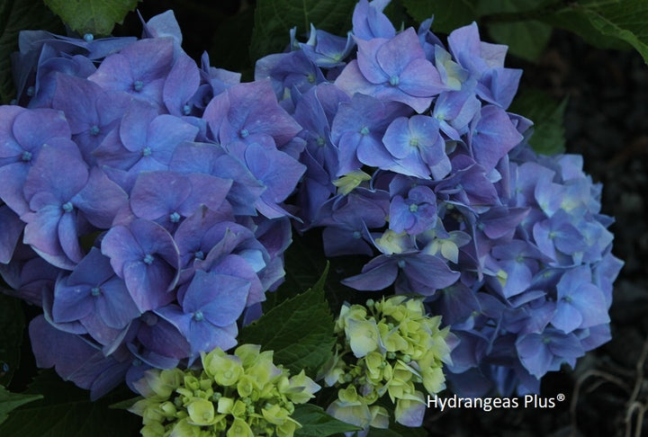 Macrophylla – Page 8 – Hydrangeas Plus