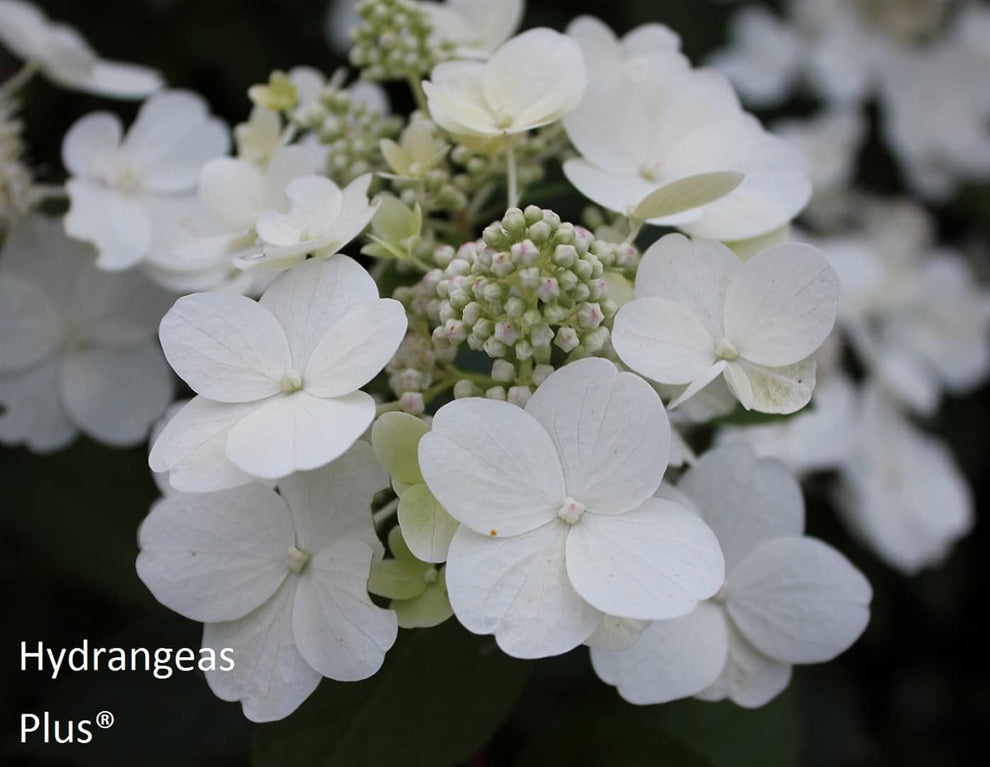 Hydrangea Paniculata PeeWee – Hydrangeas Plus