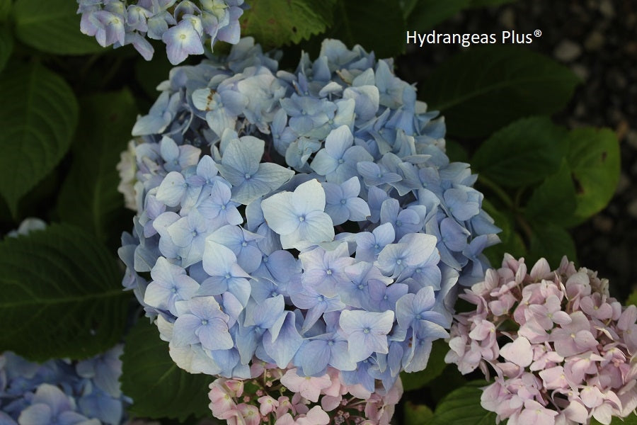 Hydrangea Macrophylla Penny Mac – Hydrangeas Plus
