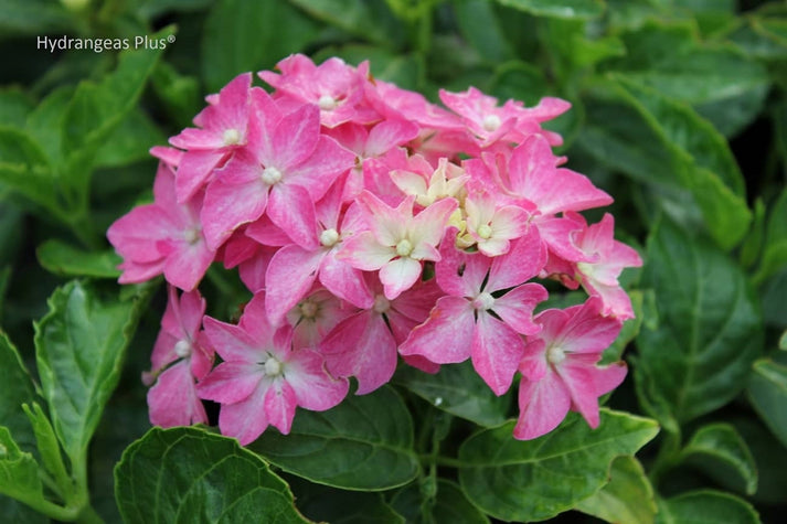 Hydrangea Macrophylla Pia – Hydrangeas Plus