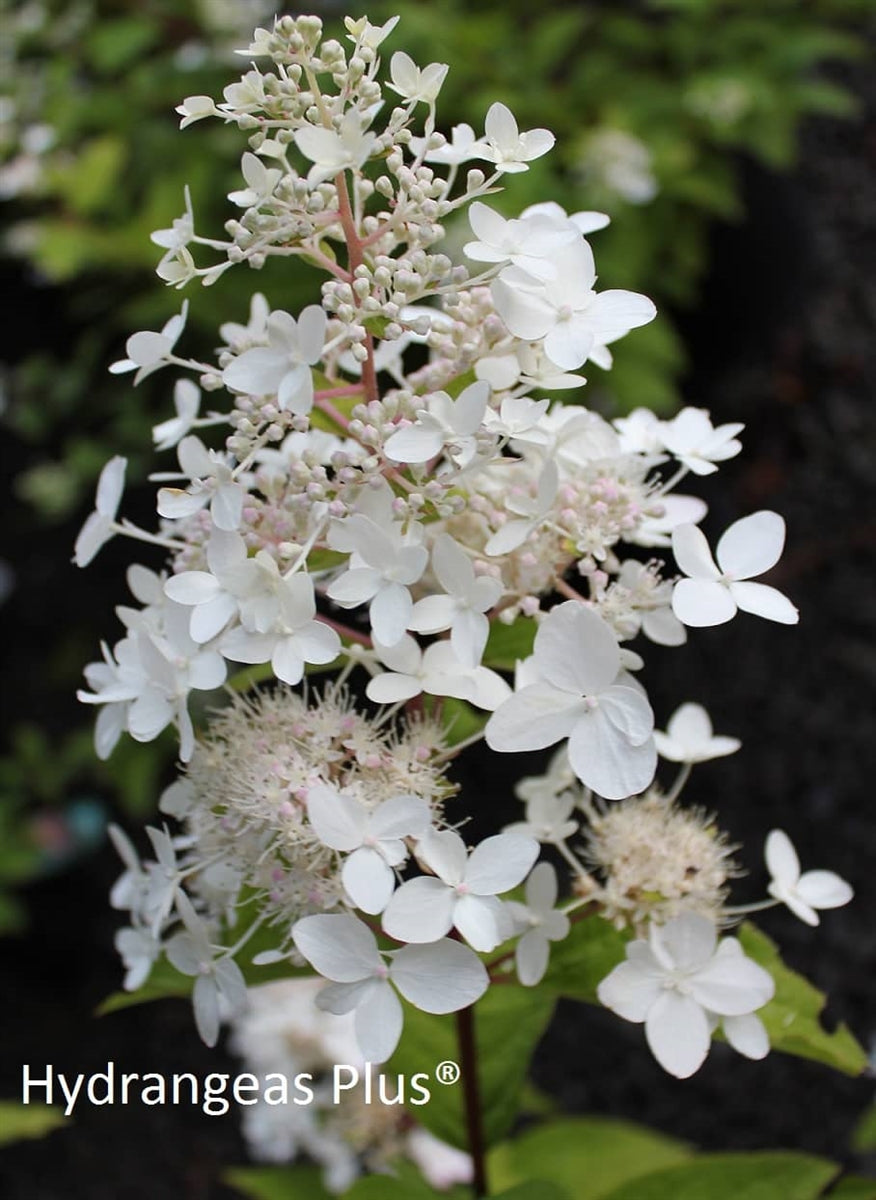 Hydrangea Paniculata Pink Diamond – Hydrangeas Plus