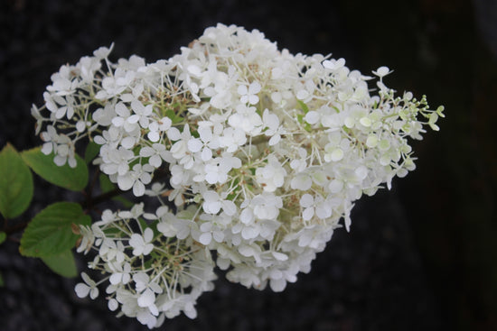 Hydrangea Paniculata Polar Bear – Hydrangeas Plus