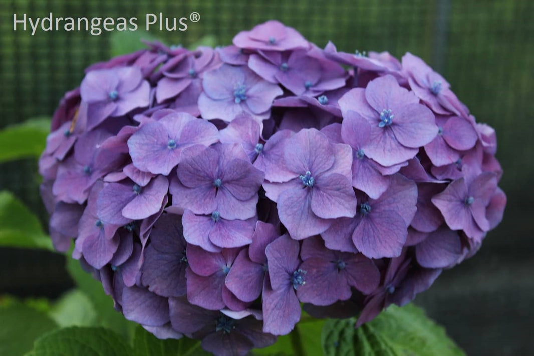 Macrophylla – Page 9 – Hydrangeas Plus