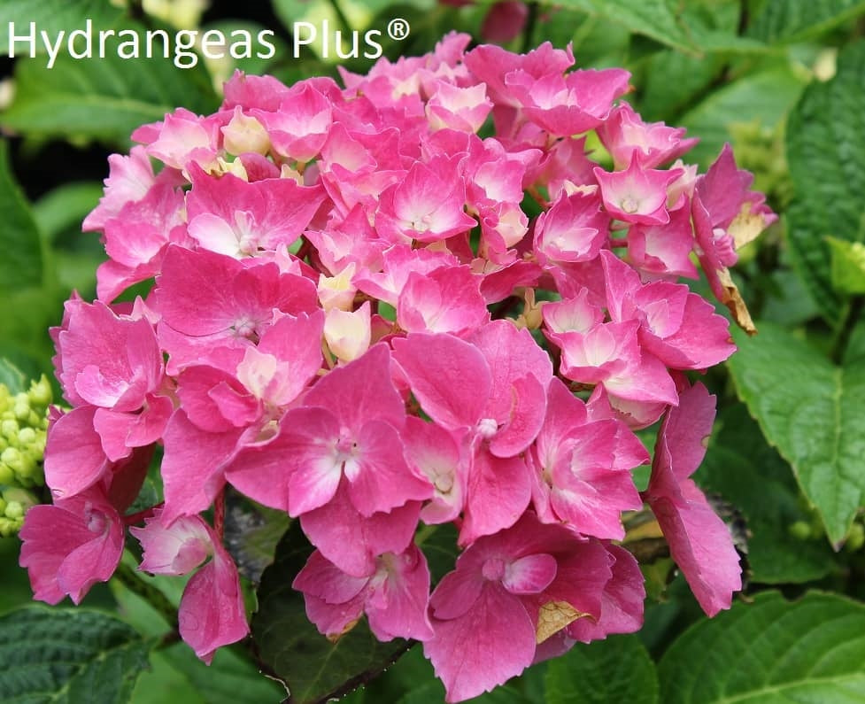 Hydrangea Macrophylla Princess Beatrix – Hydrangeas Plus