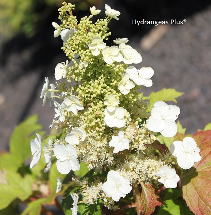 Quercifolia – Hydrangeas Plus