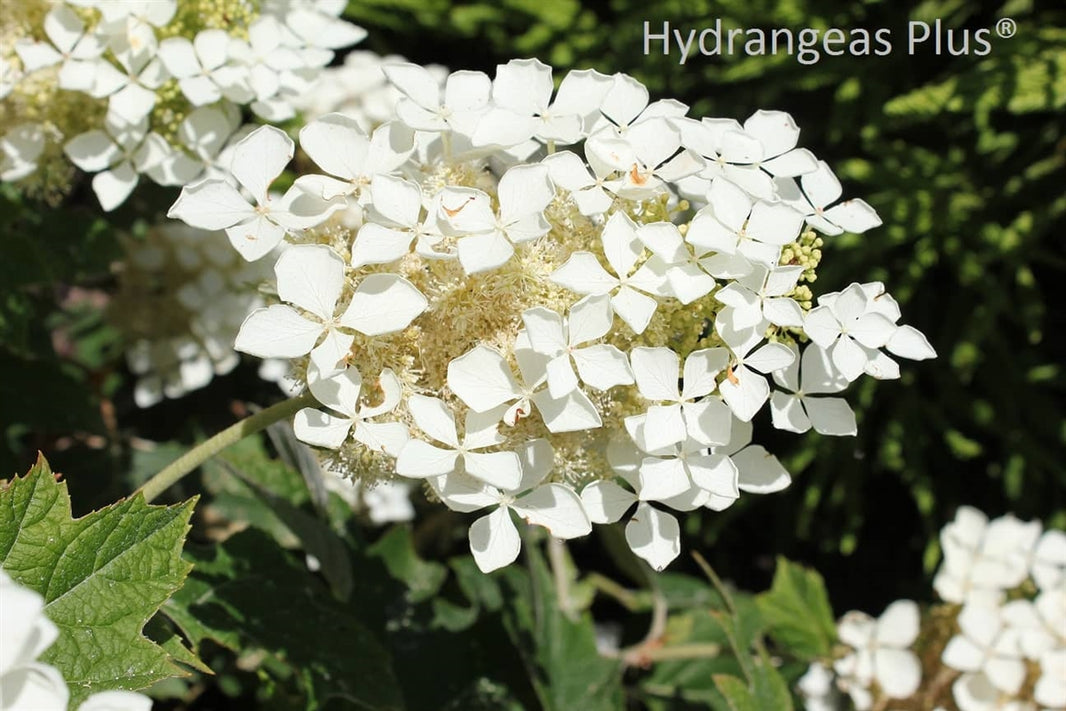 Quercifolia – Hydrangeas Plus