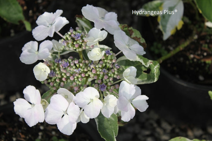 Hydrangea Macrophylla Quadricolor – Hydrangeas Plus