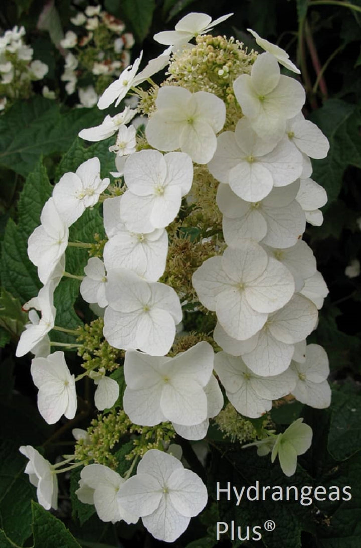 Quercifolia – Hydrangeas Plus