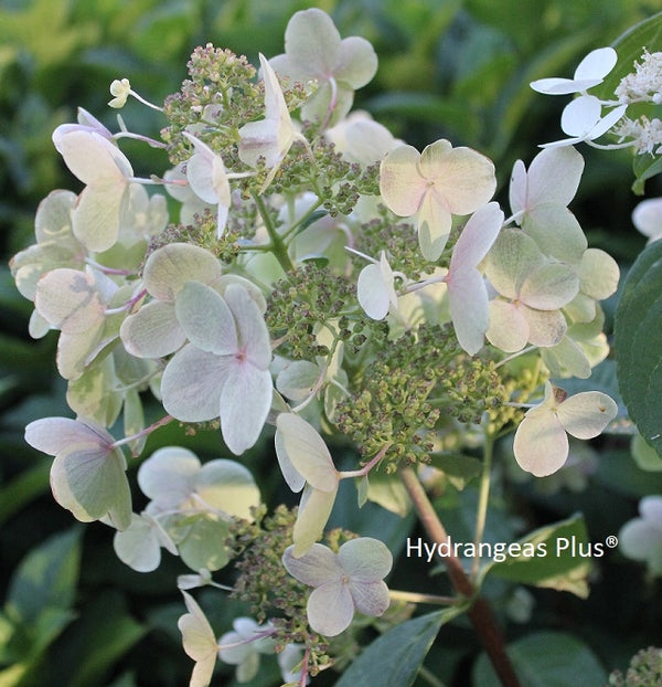 Hydrangea Paniculata Quick Fire® – Hydrangeas Plus