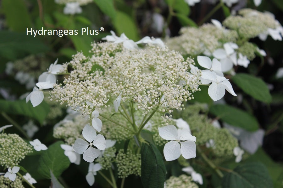 Hydrangea Arborescens Radiata – Hydrangeas Plus