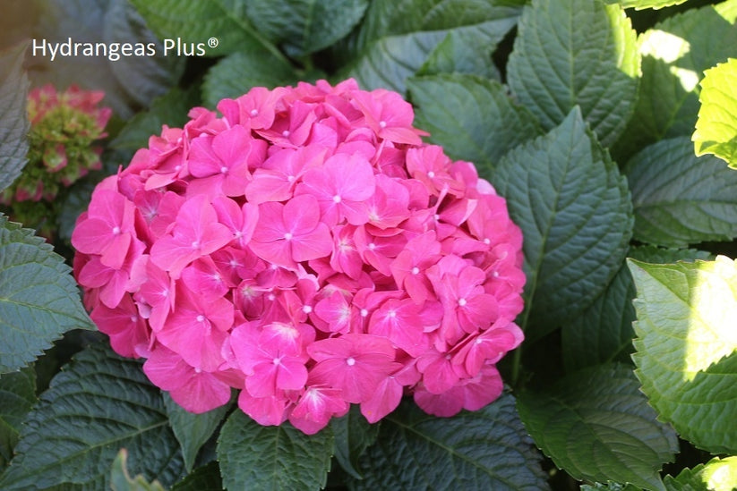 Hydrangea Macrophylla Red Sensation – Hydrangeas Plus