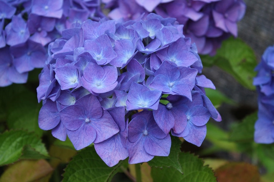 Hydrangea Macrophylla Red Star – Hydrangeas Plus
