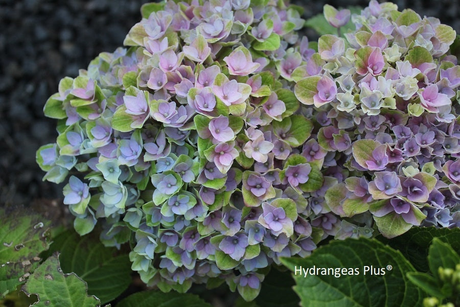 Hydrangea Macrophylla Magical® Revolution – Hydrangeas Plus
