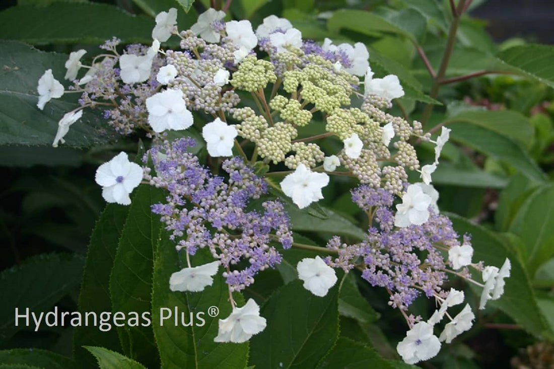 Hydrangea Aspera Rocklin – Hydrangeas Plus