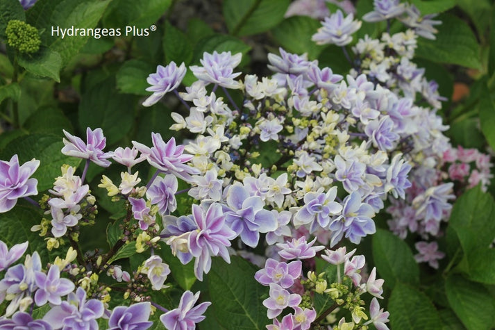 Hydrangea Macrophylla Rosy Splendor – Hydrangeas Plus
